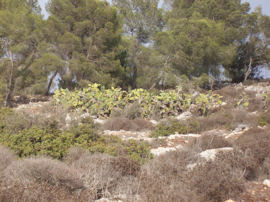 Trees in Israel | guided tour | Jewish Eco Seminars